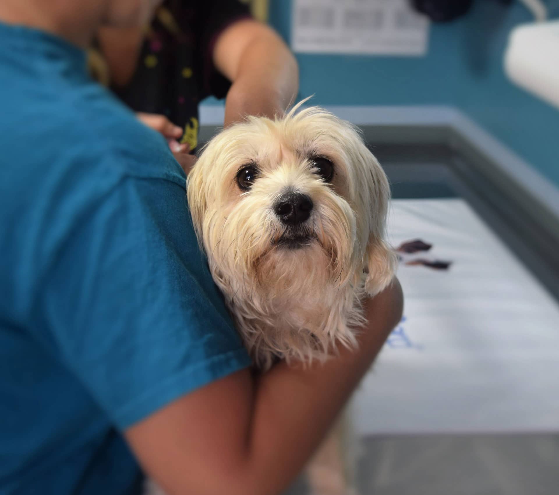 Canine Electrical Stimulation at Animal Rehab Center of Michigan