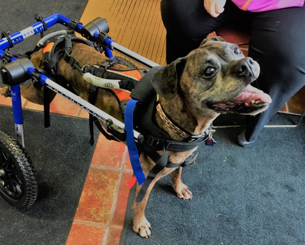 Carts, Braces, & Mobility Aids For Pets - Animal Rehab Center of Michigan